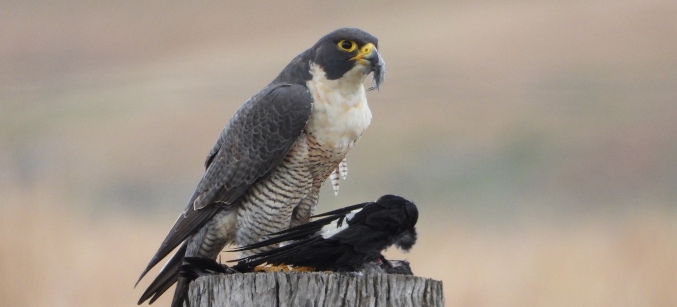 Assessing the efficiency of novel and traditional raptor monitoring ...
