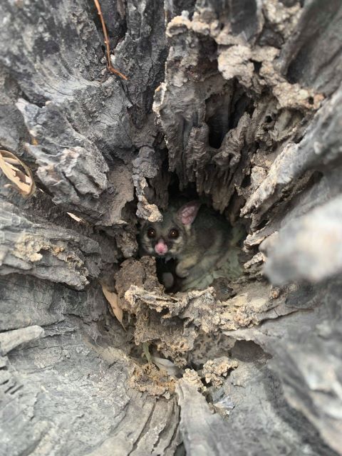 Hidden Vale Biodiversity Monitoring Program - Hidden Vale Research ...